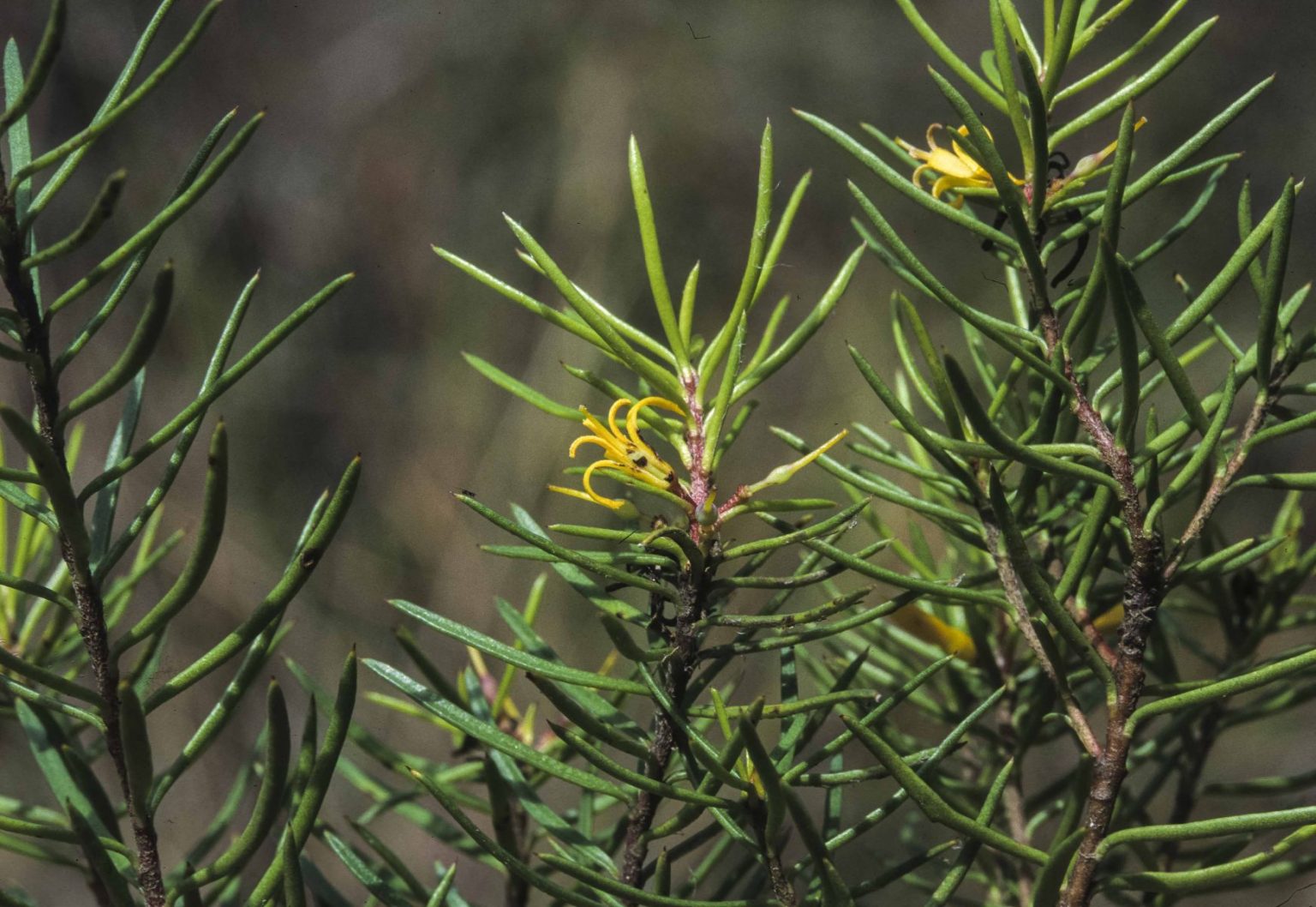 Persoonia hindii | Australian Plants Society