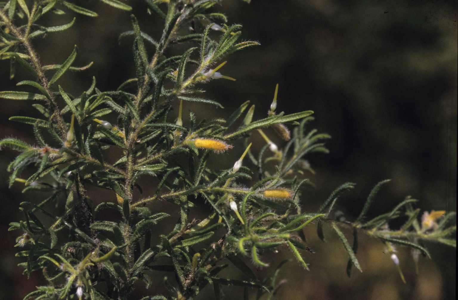 Persoonia hirsuta | Australian Plants Society