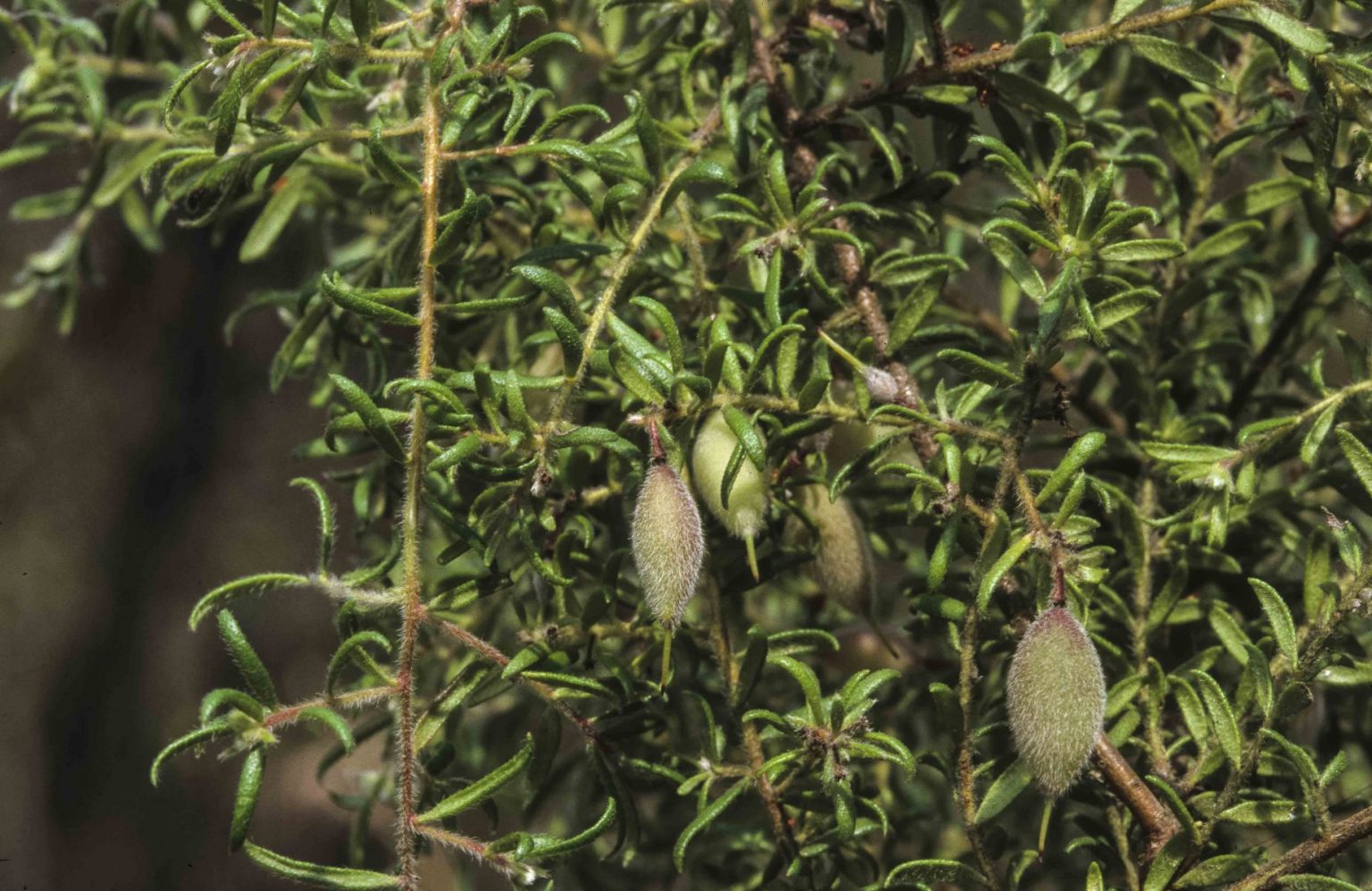 Persoonia hirsuta | Australian Plants Society