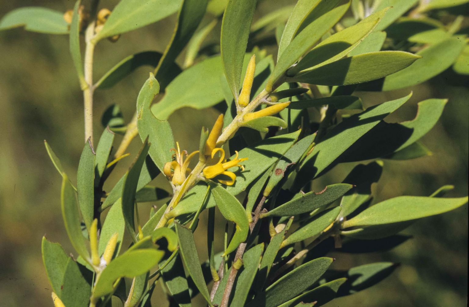 Persoonia lanceolata | Australian Plants Society
