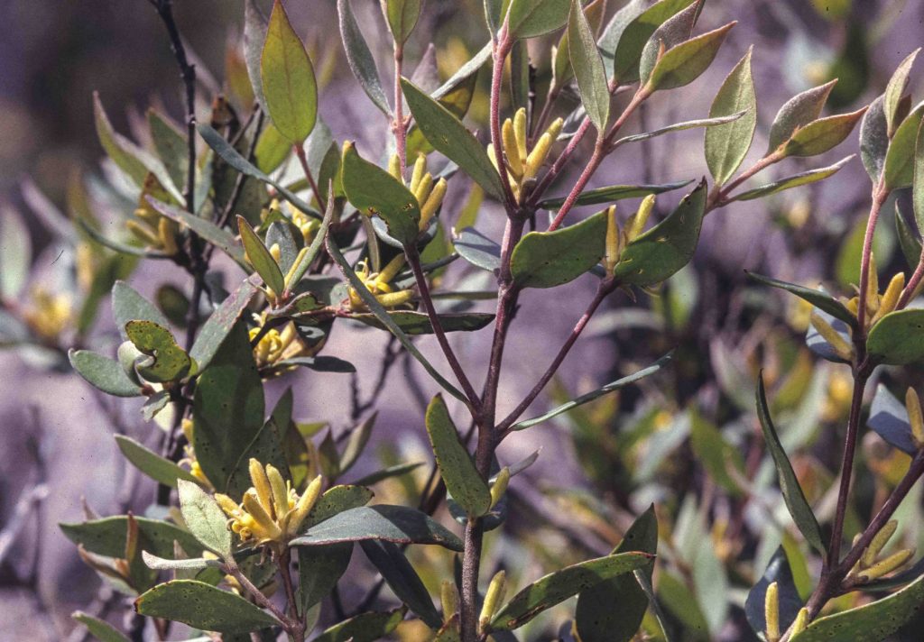 Persoonia laurina | Australian Plants Society
