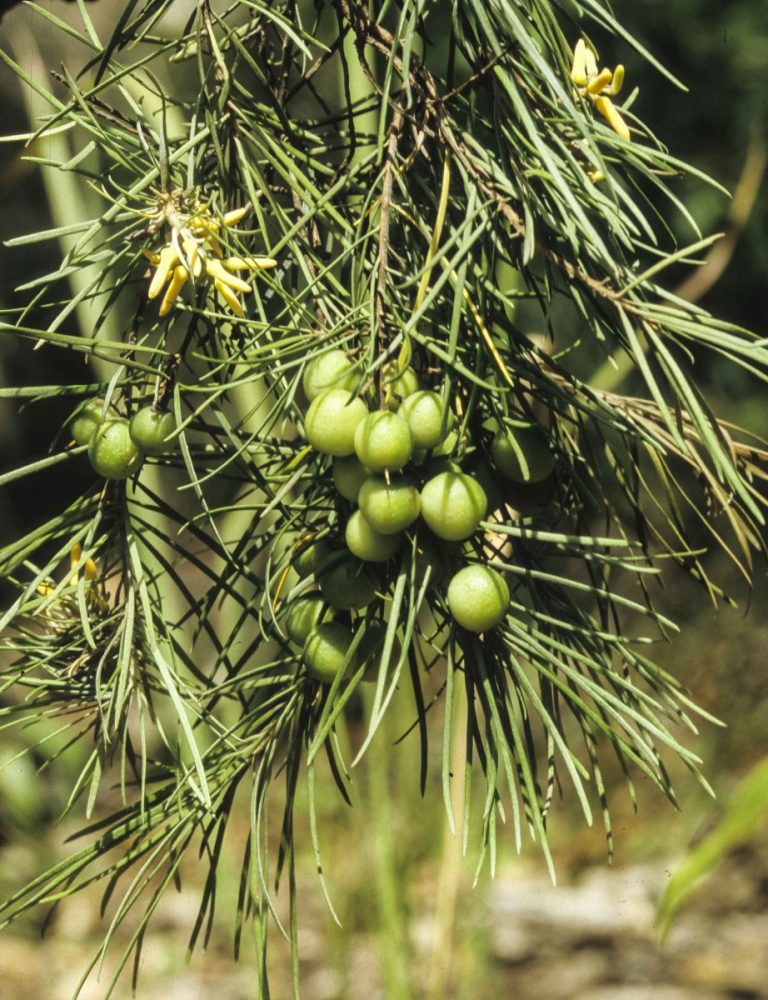 Persoonia linearis | Australian Plants Society