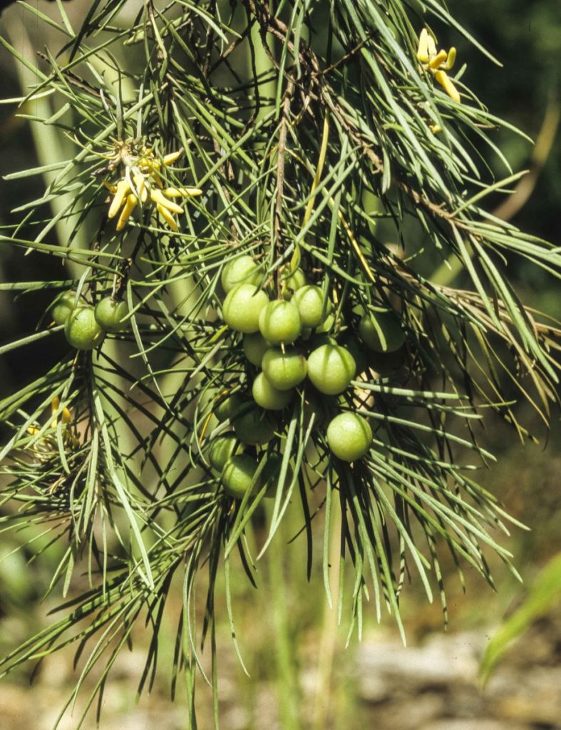 Persoonia linearis | Australian Plants Society