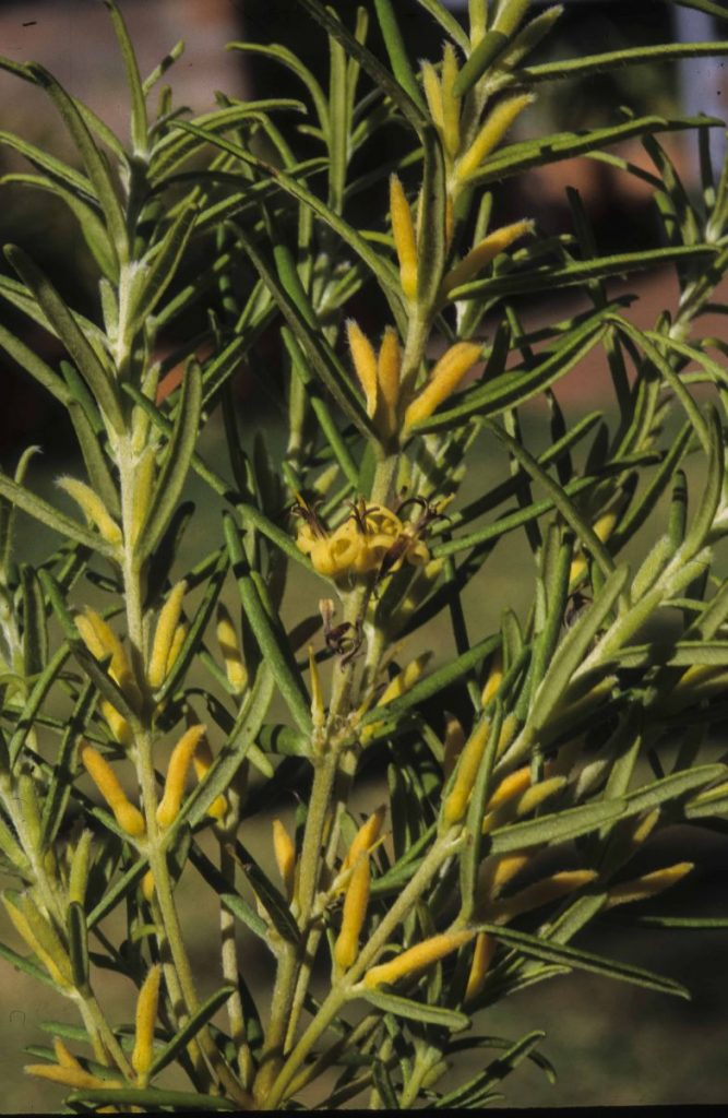 Persoonia mollis ssp ledifolia (flowers) | Australian Plants Society