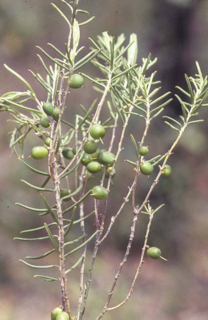 Persoonia mollis | Australian Plants Society