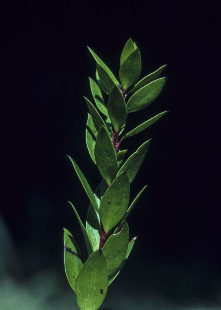 Persoonia oxycoccoides | Australian Plants Society