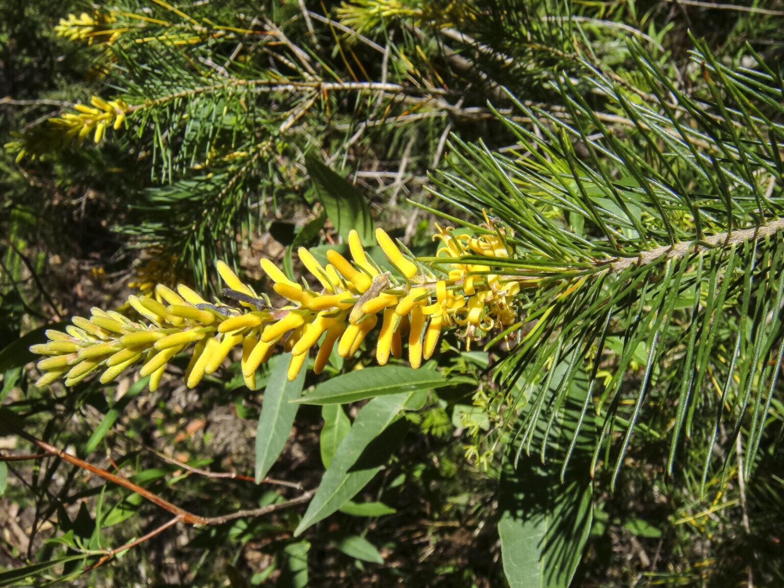Shrubs over 1 m | Australian Plants Society