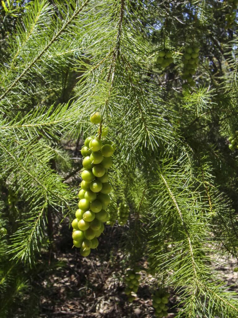 Persoonia pinifolia | Australian Plants Society