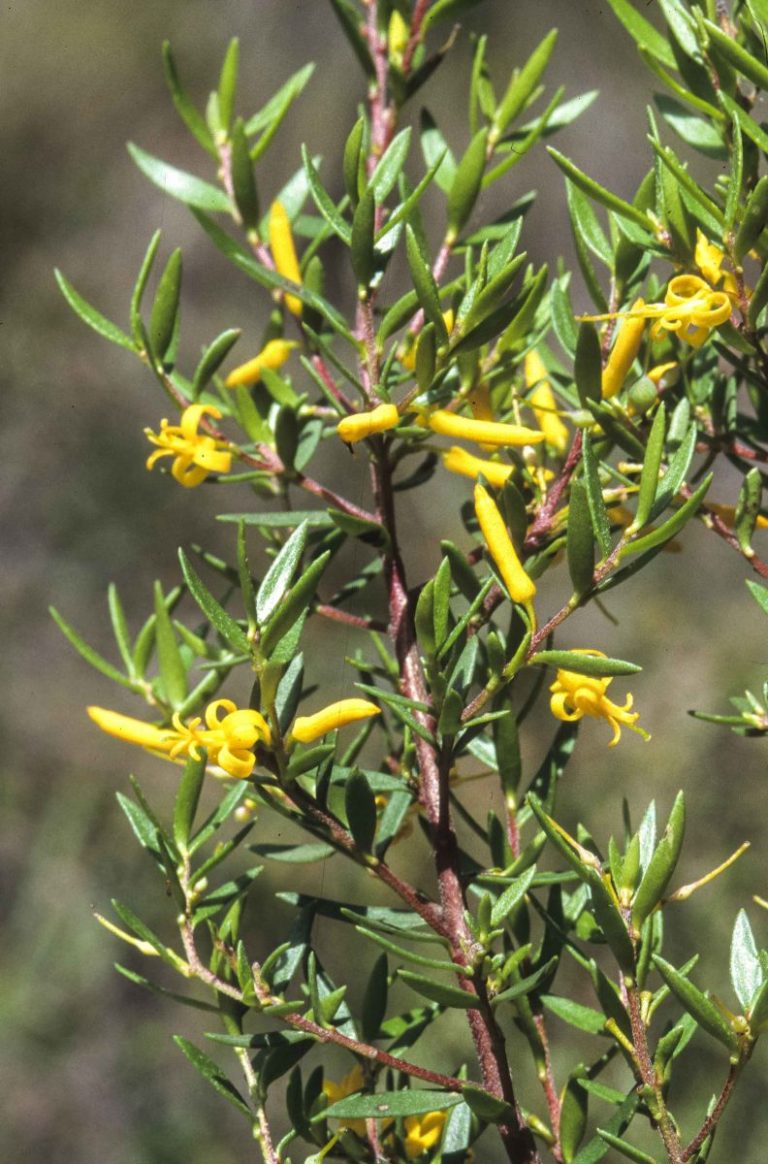 Persoonia recedens 2 | Australian Plants Society