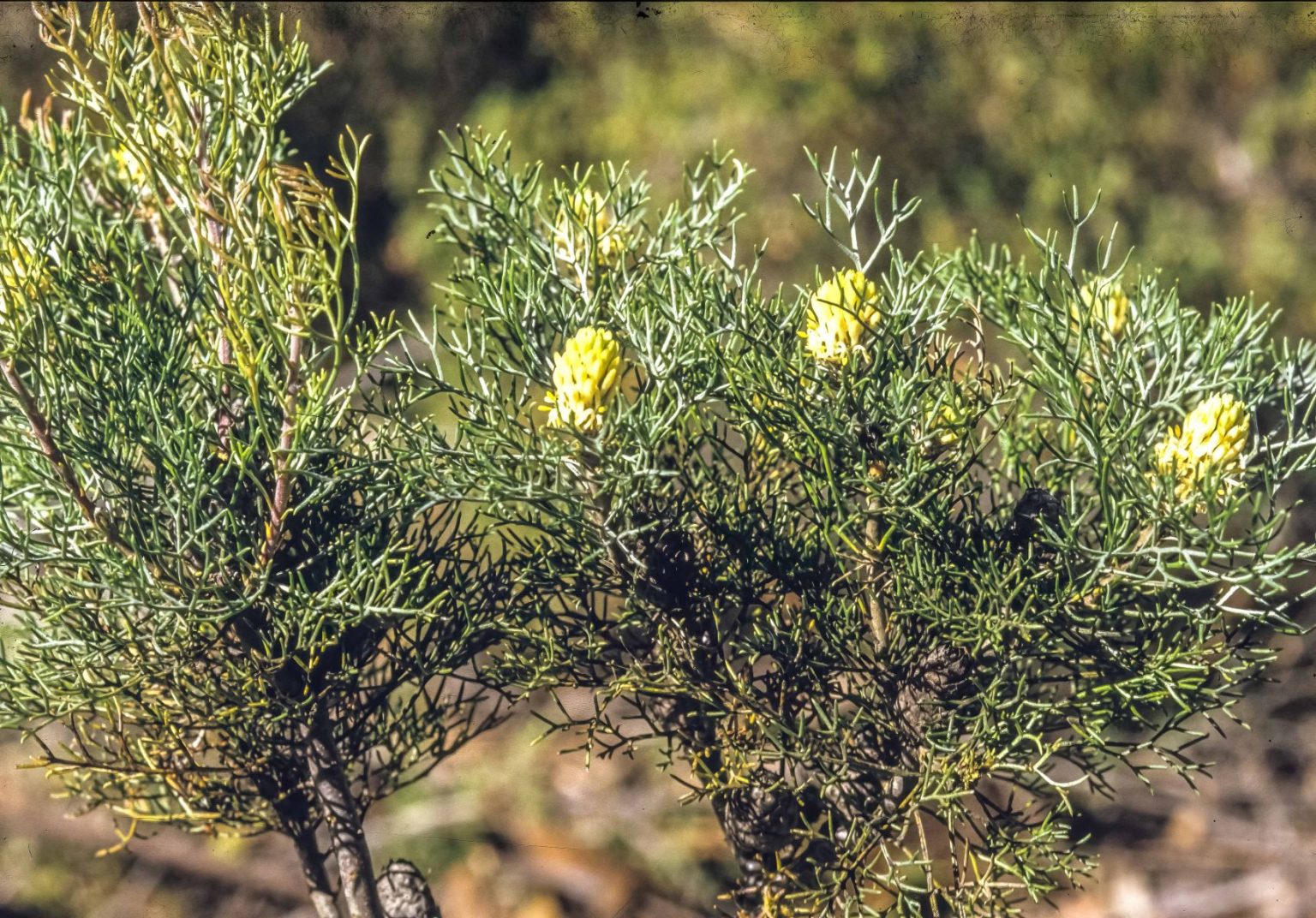 Petrophile canescens. Image Alan Fairley | Australian Plants Society