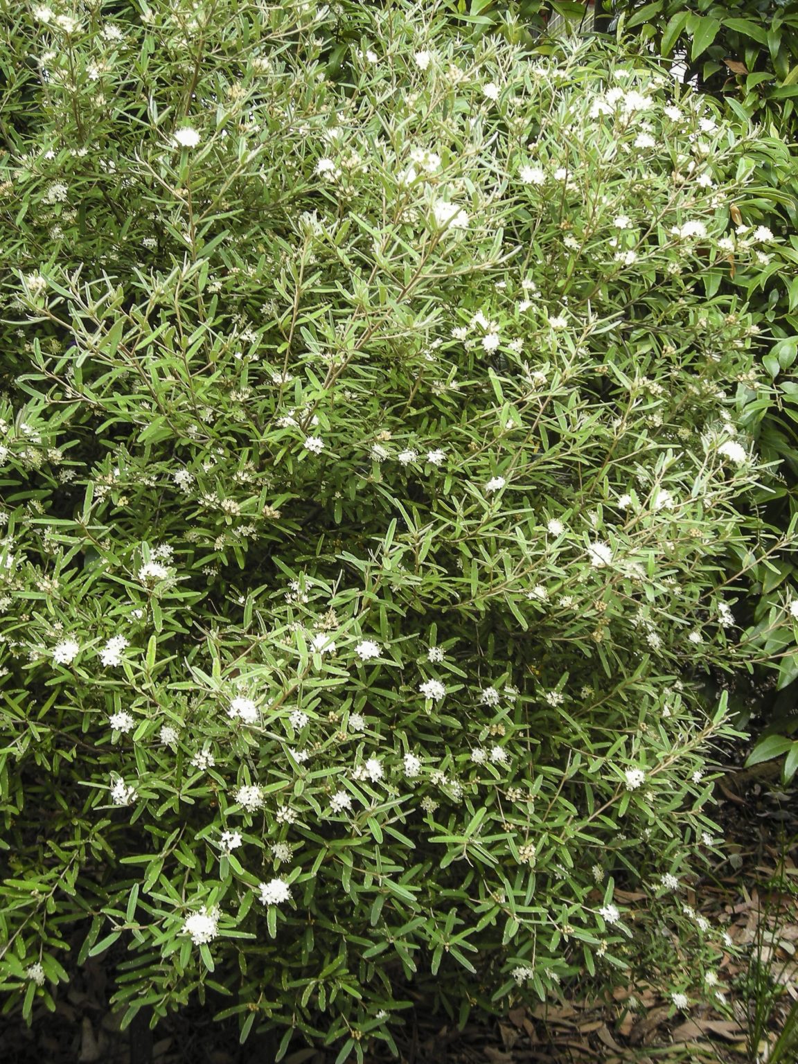 Phebalium squamulosum ssp. squamulosum | Australian Plants Society