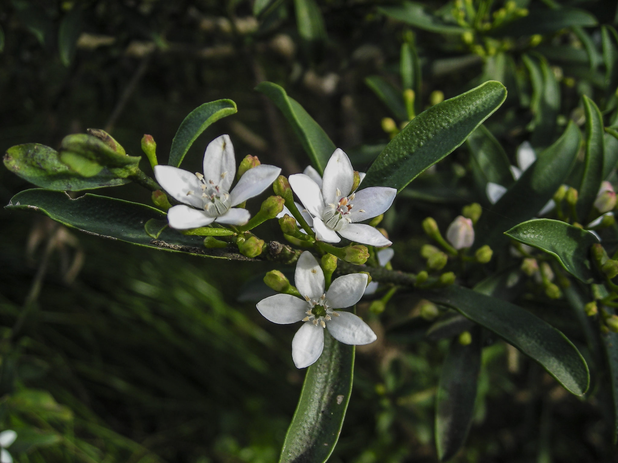 Philotheca myoporoides | Australian Plants Society
