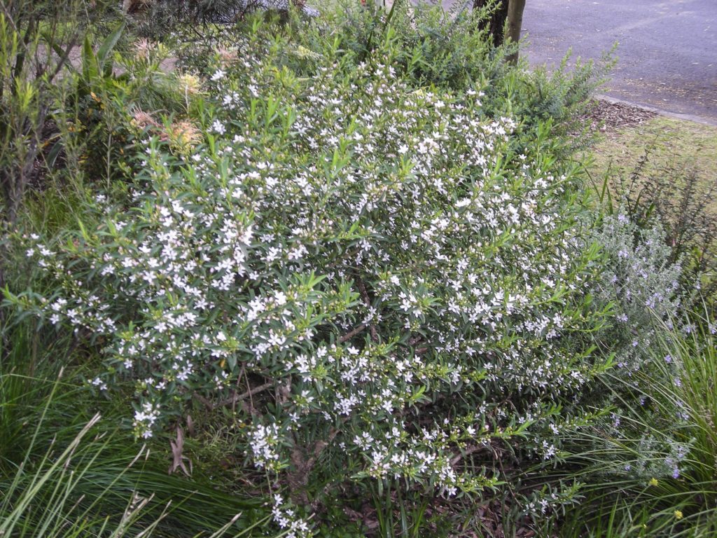 Philotheca myoporoides | Australian Plants Society