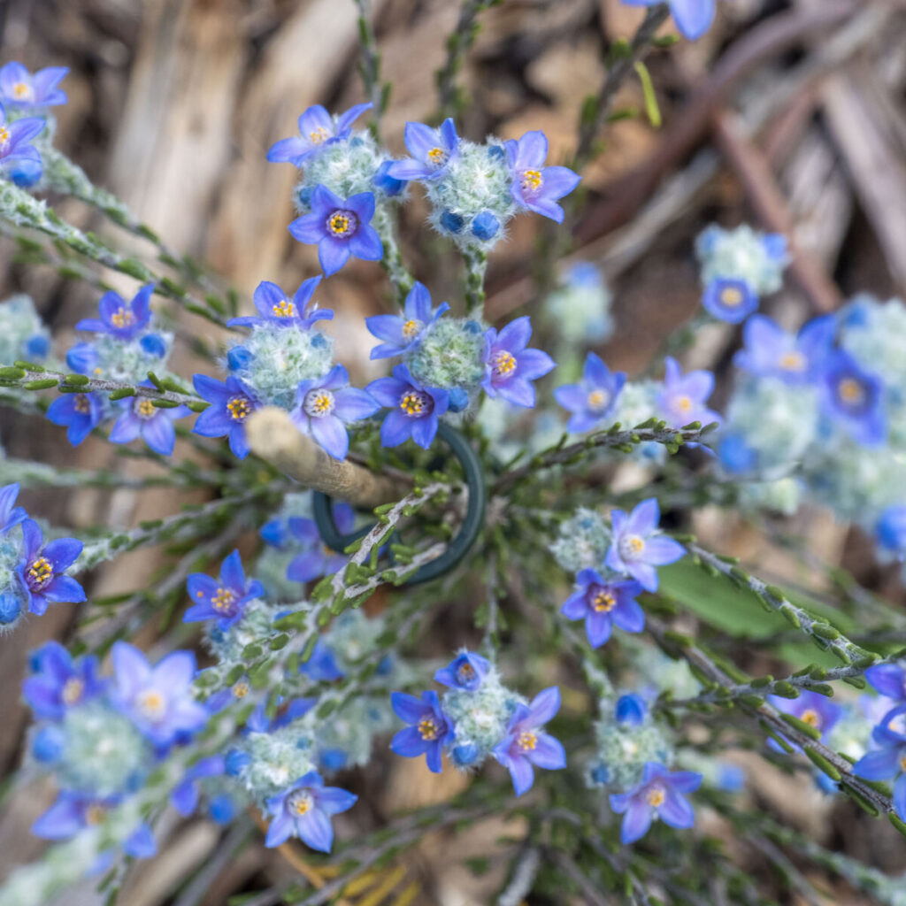 Philotheca nodiflora var. lasiocalyx | Australian Plants Society