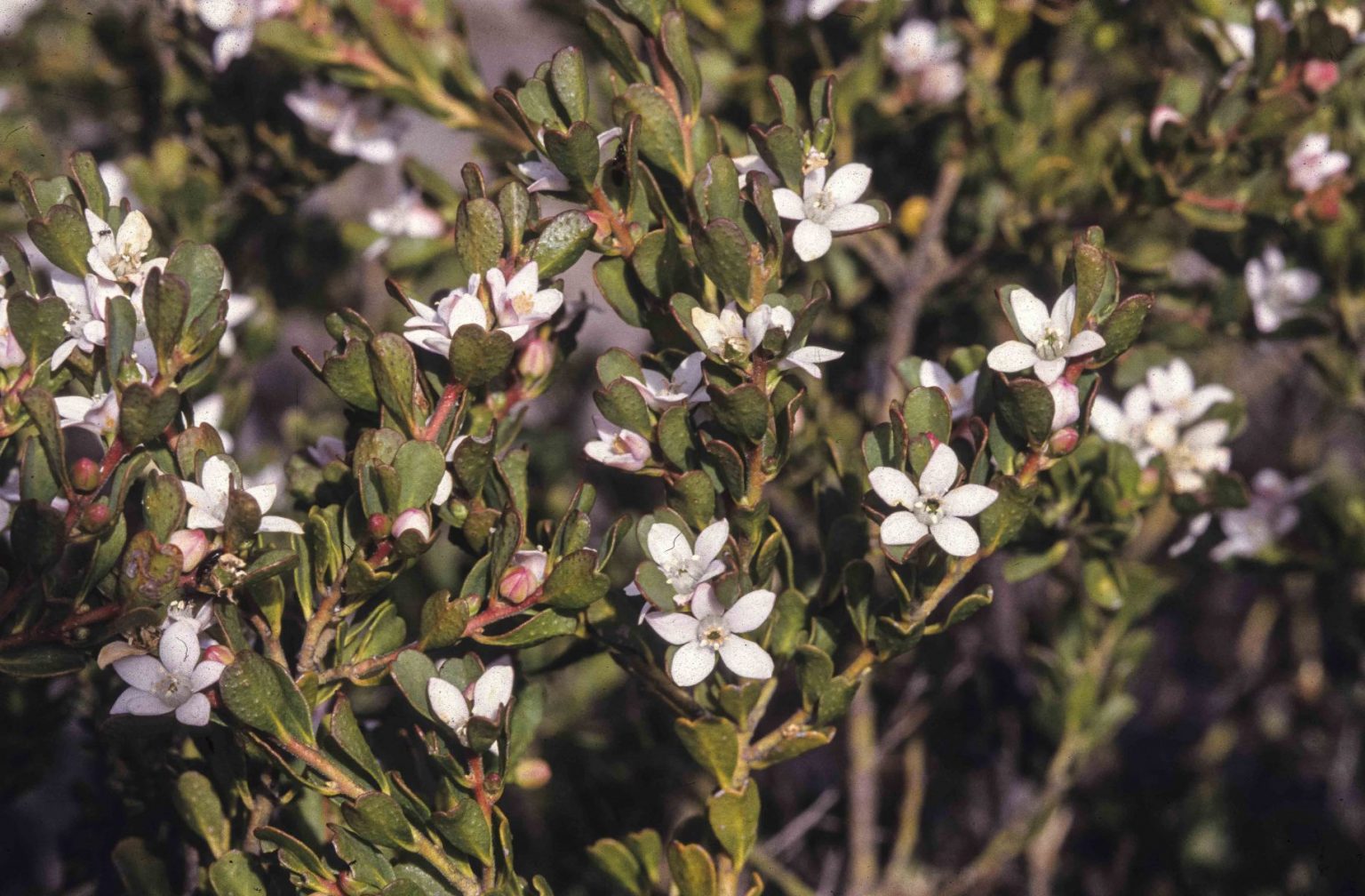 Philotheca obovalis | Australian Plants Society