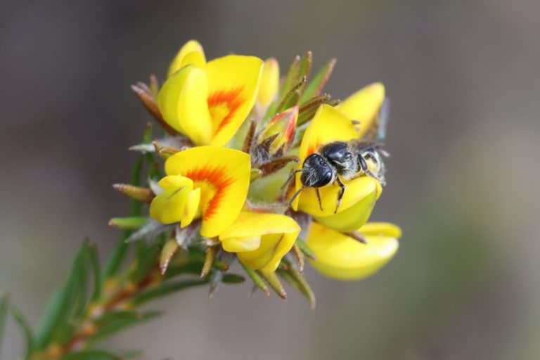 Insects that thrive on our native plants | Australian Plants Society