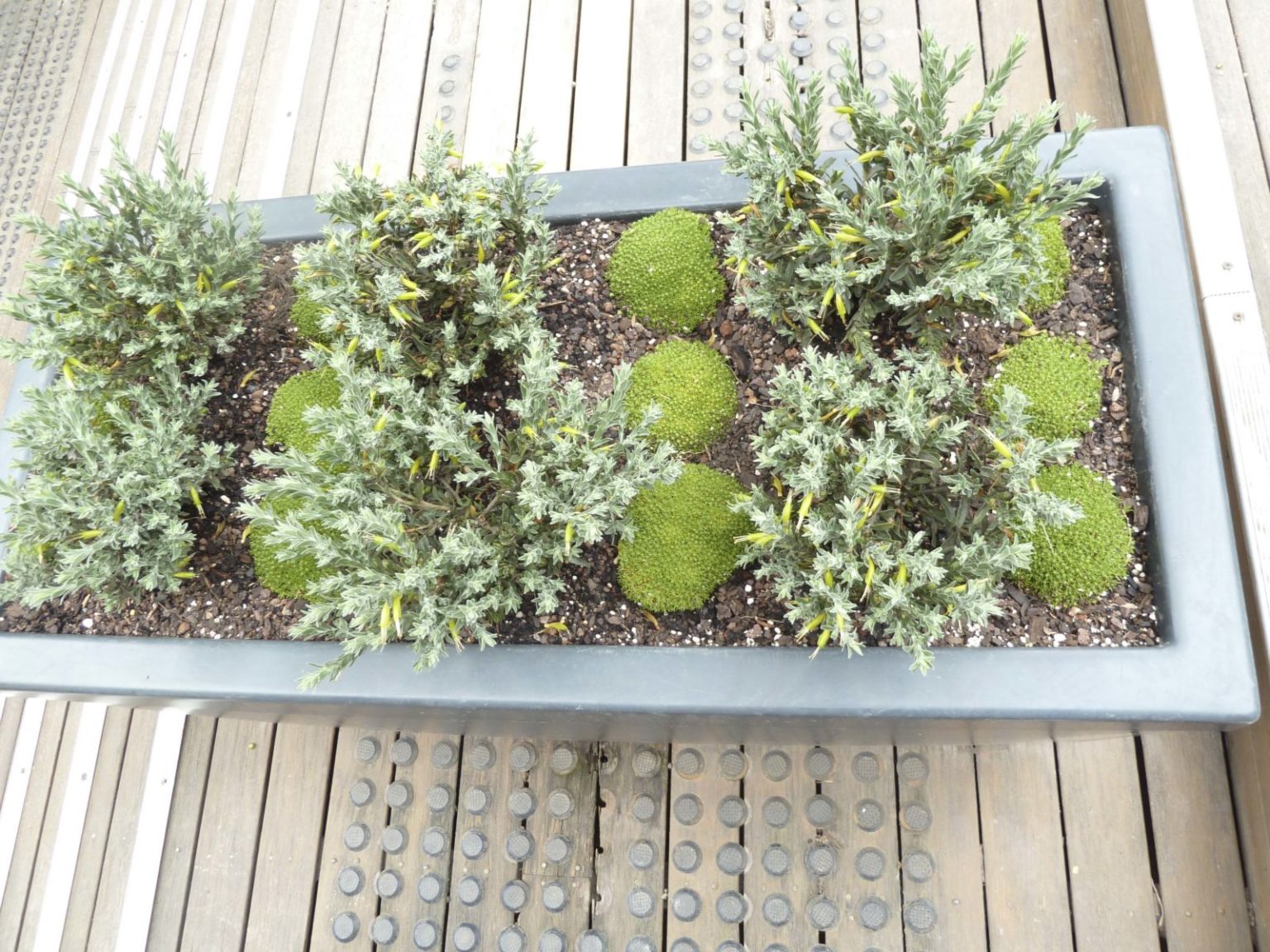 Australian native plants for pots, courtyards and small gardens ...