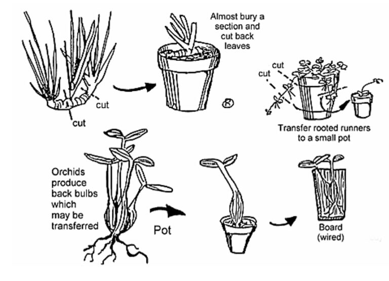 Propagation of native plants | Australian Plants Society