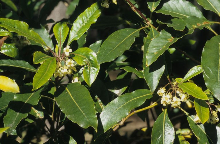 Pittosporum undulatum | Australian Plants Society