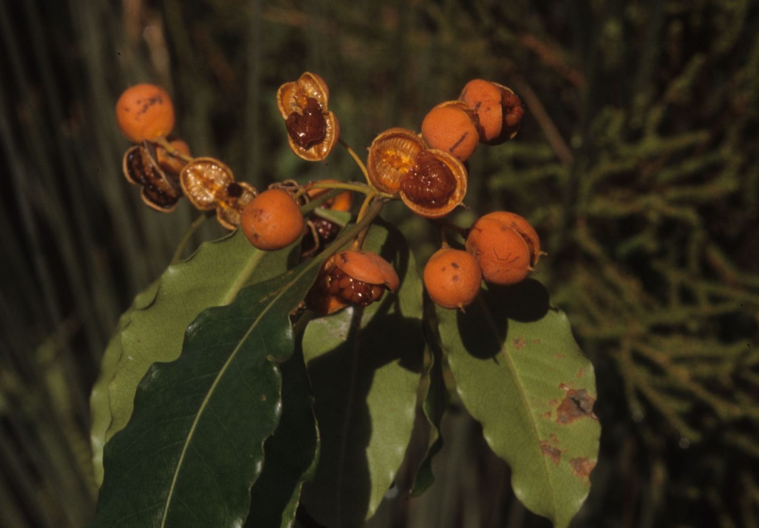 Pittosporum undulatum (fruit) | Australian Plants Society