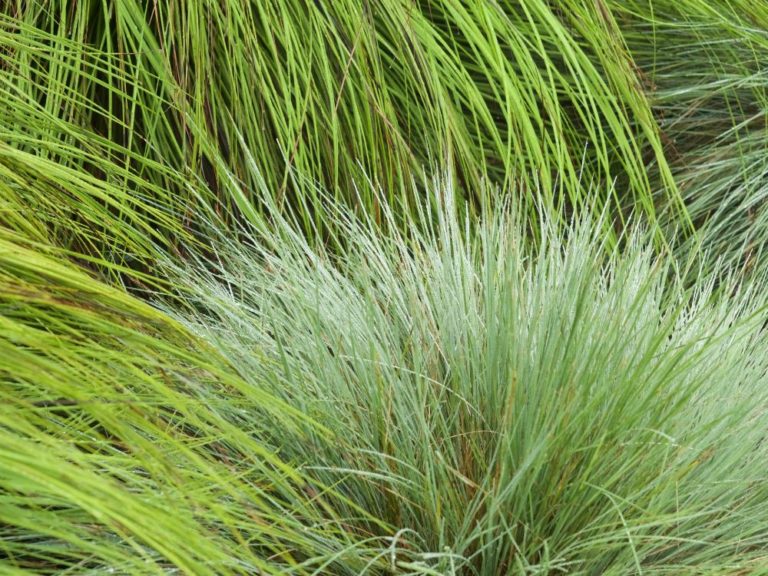 Grasses and clumping plants – and other monocots. | Australian Plants ...