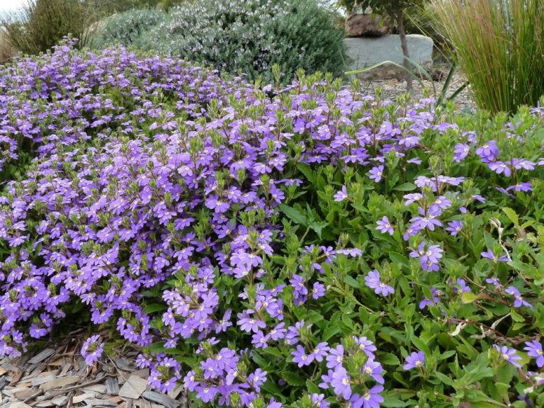 Groundcovers and other groundlayer plants | Australian Plants Society