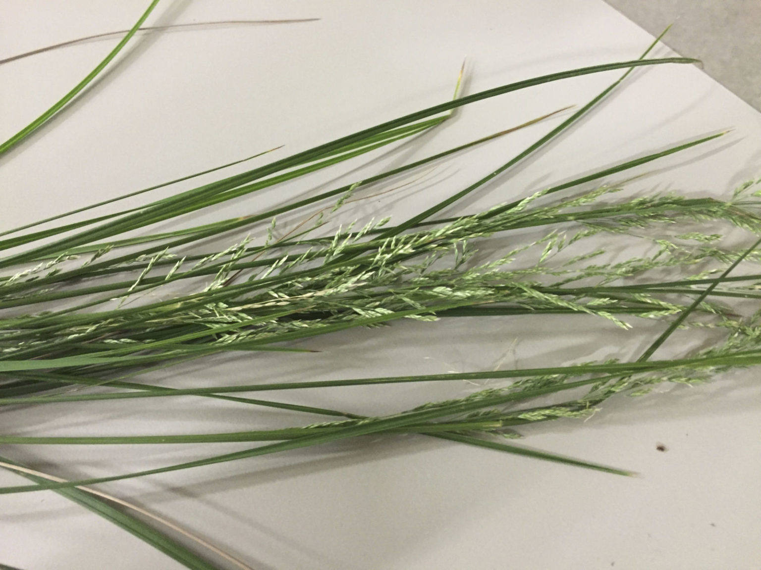 Poa labillardierei | Australian Plants Society