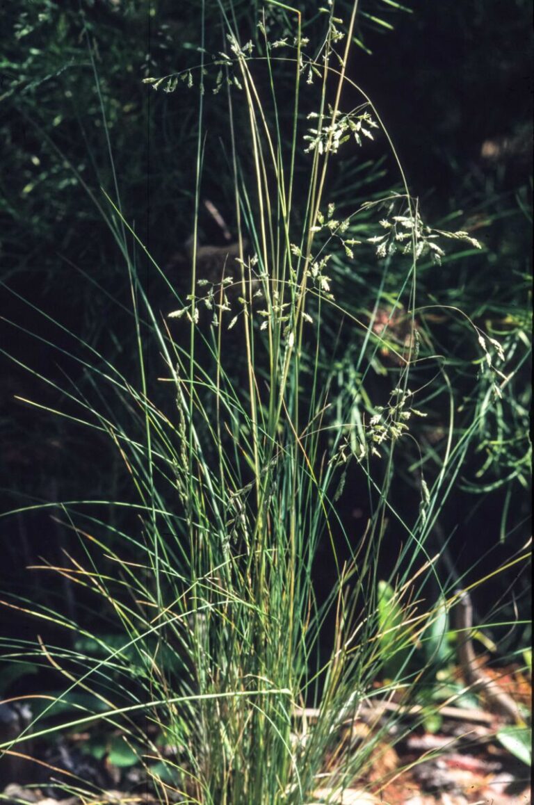 Grasses and clumping plants | Australian Plants Society