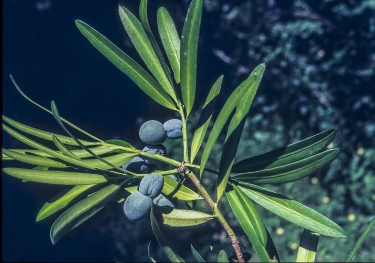 Podocarpus elatus | Australian Plants Society