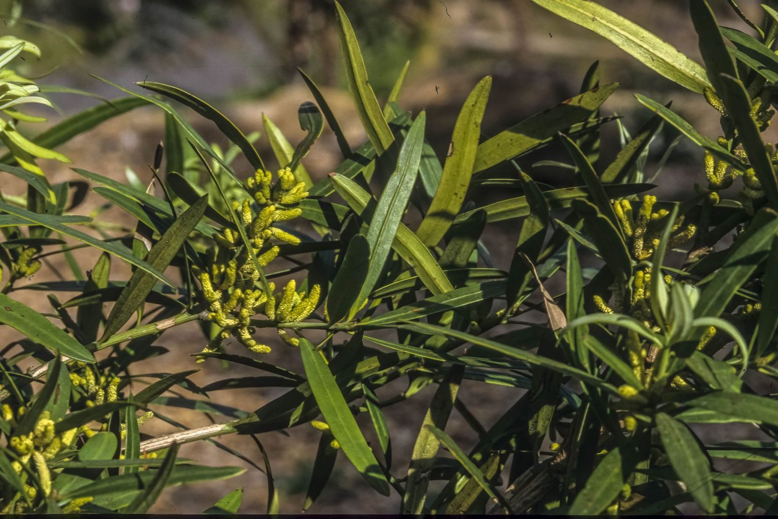 Podocarpus elatus (male cones), image Alan Fairley | Australian Plants ...