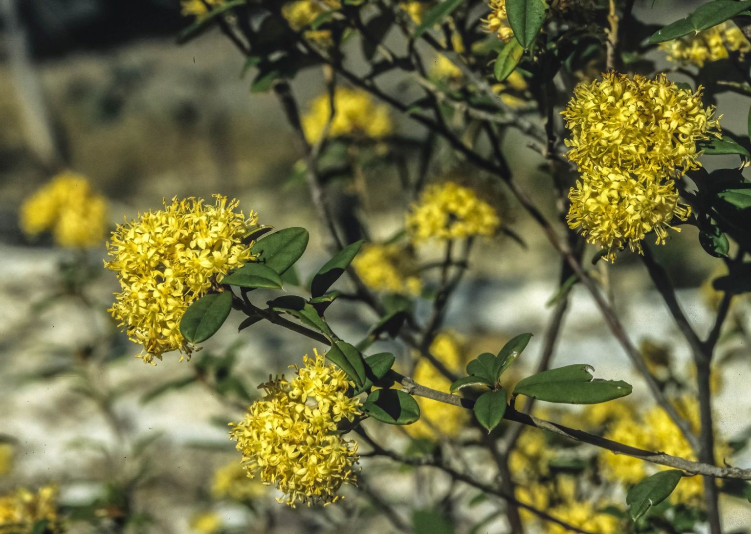Pomaderris andromedifolia | Australian Plants Society