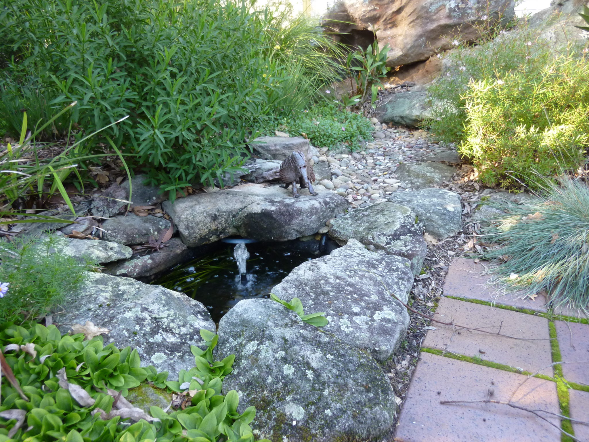 Creating a small pond | Australian Plants Society