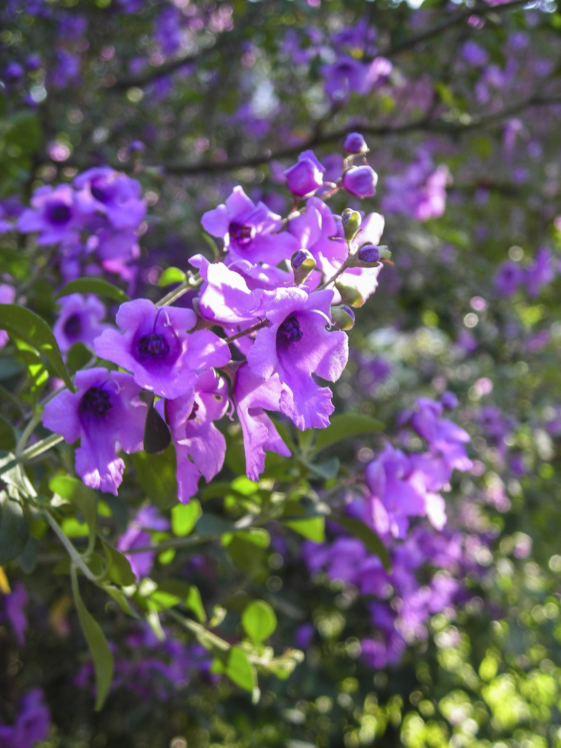 Prostanthera ovalifolia Rosea flower 1 | Australian Plants Society