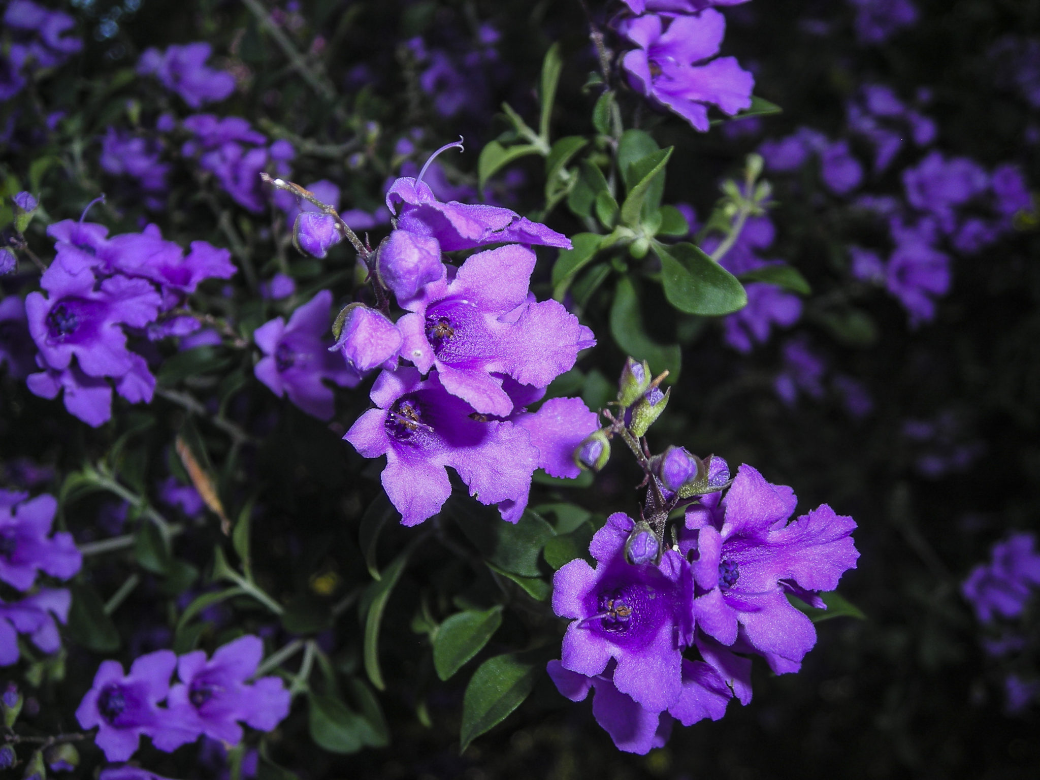 Prostanthera ovalifolia ‘Rosea’ – Australian Plants Society