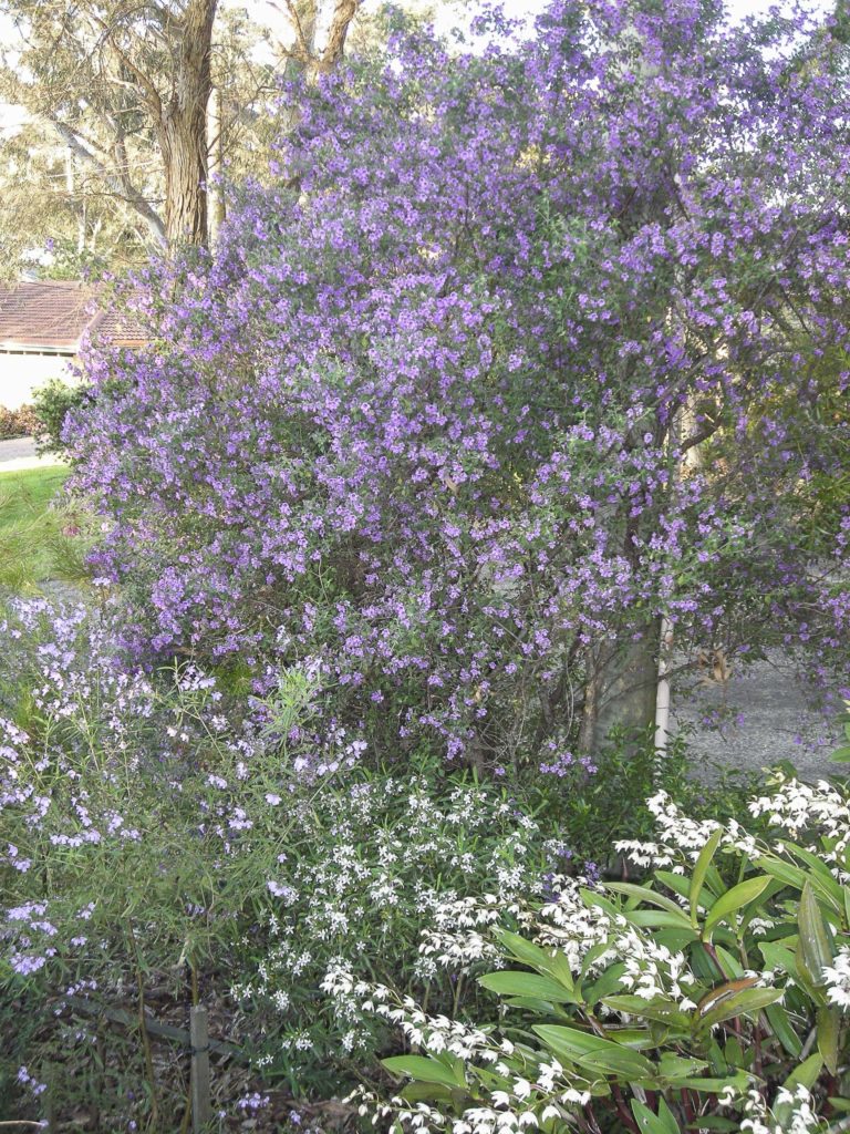 Prostanthera ovalifolia ‘Rosea’ | Australian Plants Society