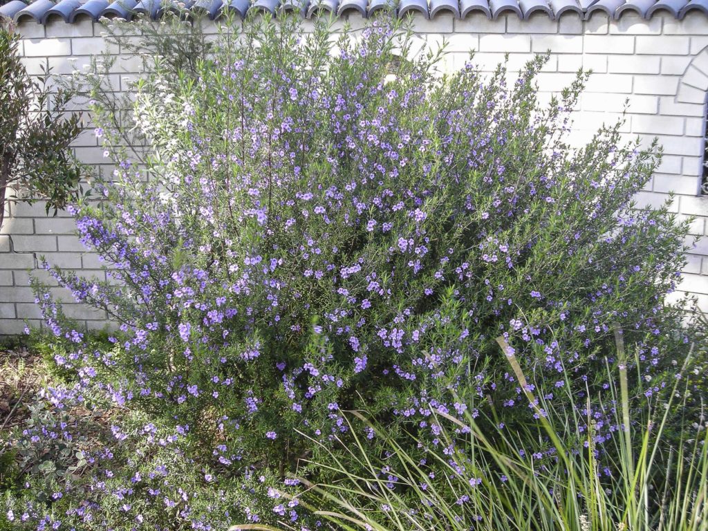 Prostanthera scutellarioides | Australian Plants Society