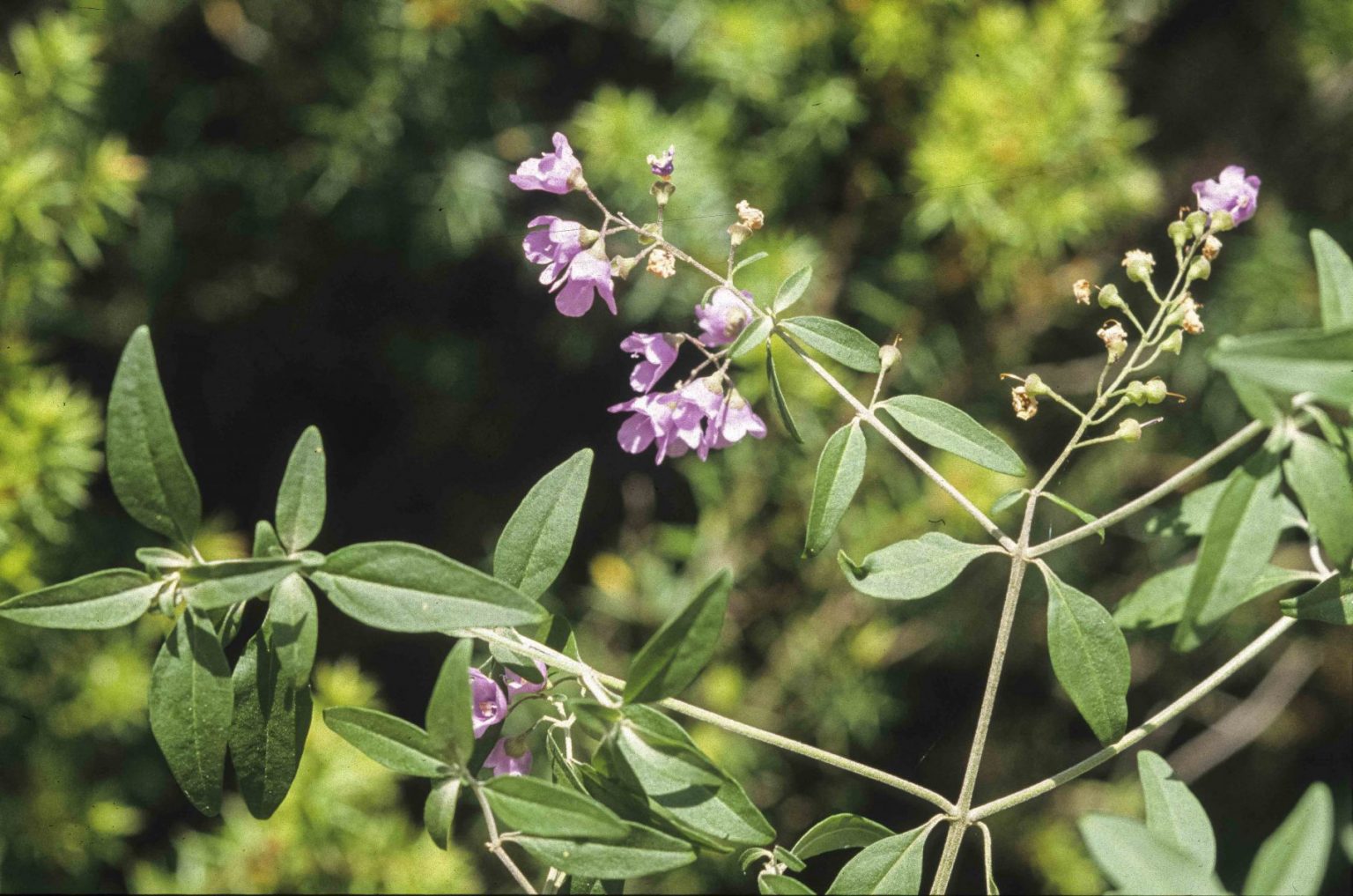 Prostanthera cineolifera | Australian Plants Society