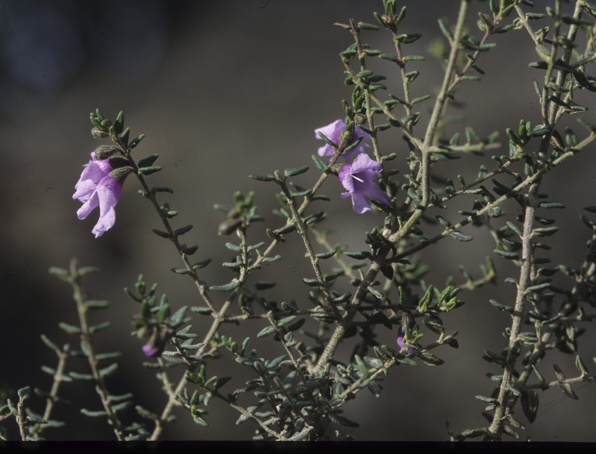 Prostanthera granitica | Australian Plants Society