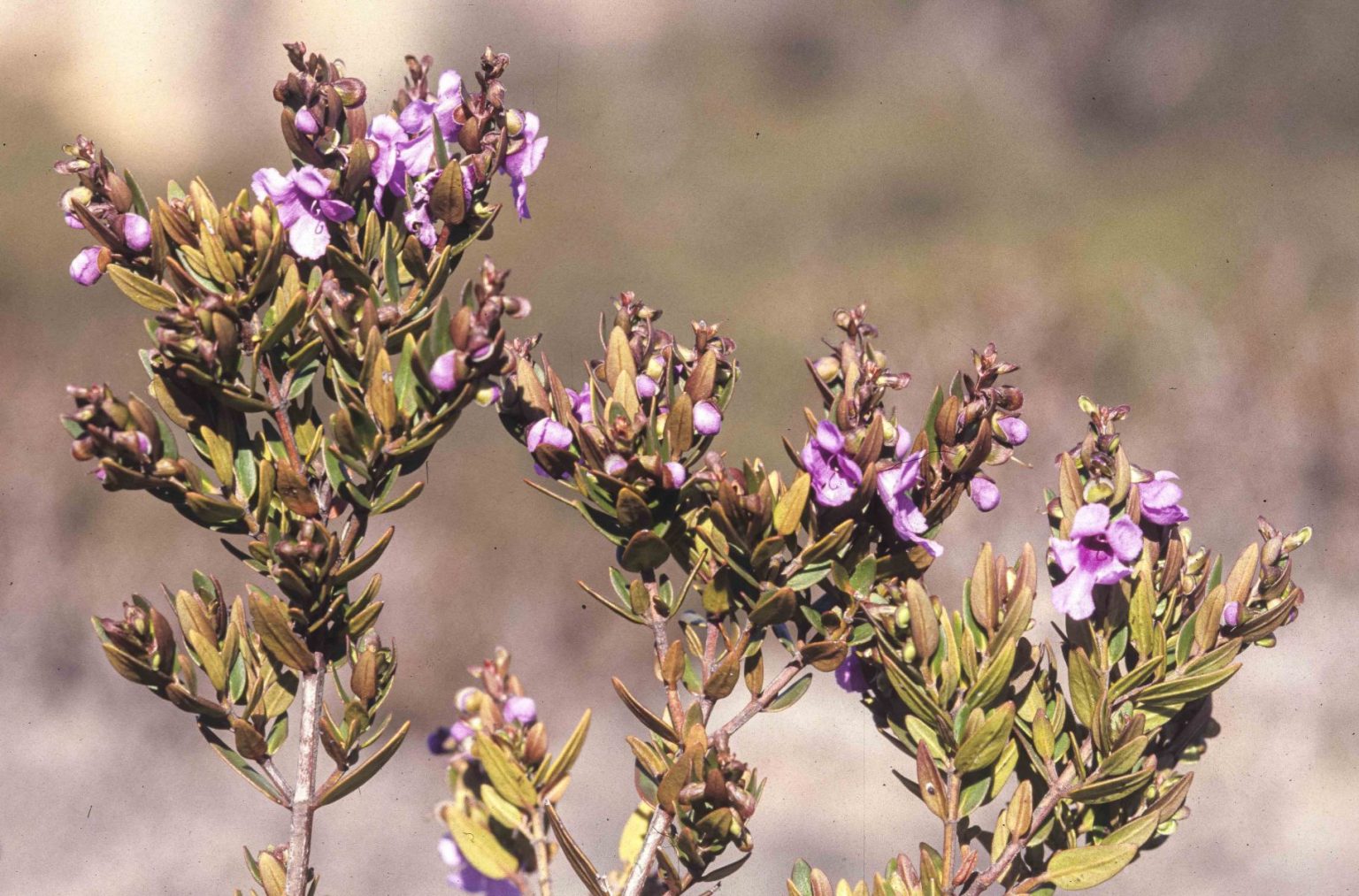 Prostanthera hindii | Australian Plants Society