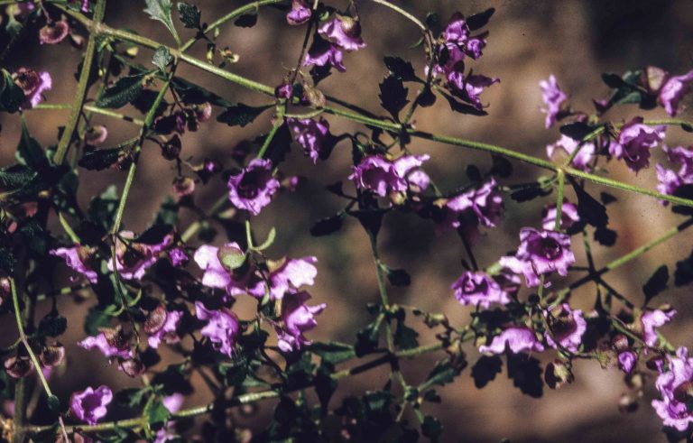 Prostanthera incisa | Australian Plants Society