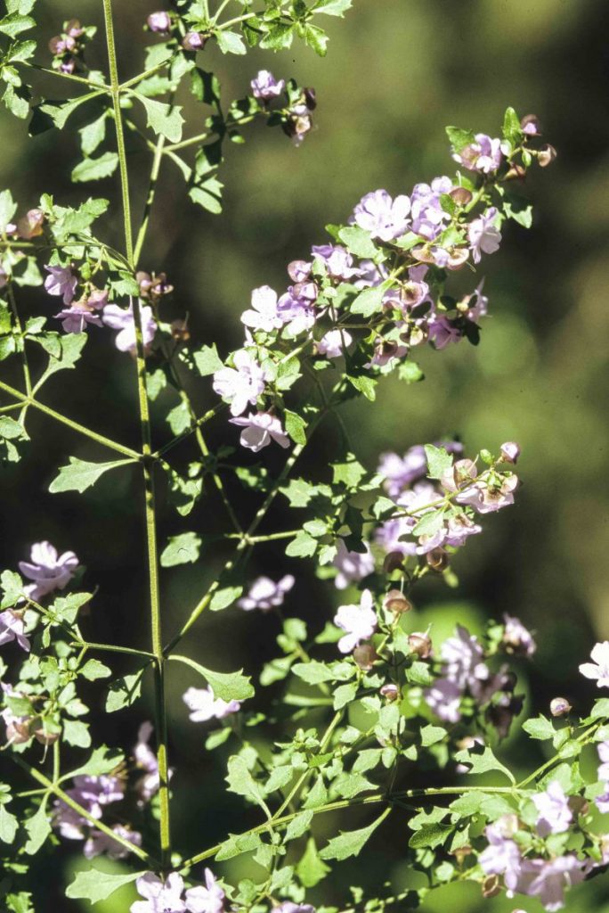 Prostanthera incisa | Australian Plants Society