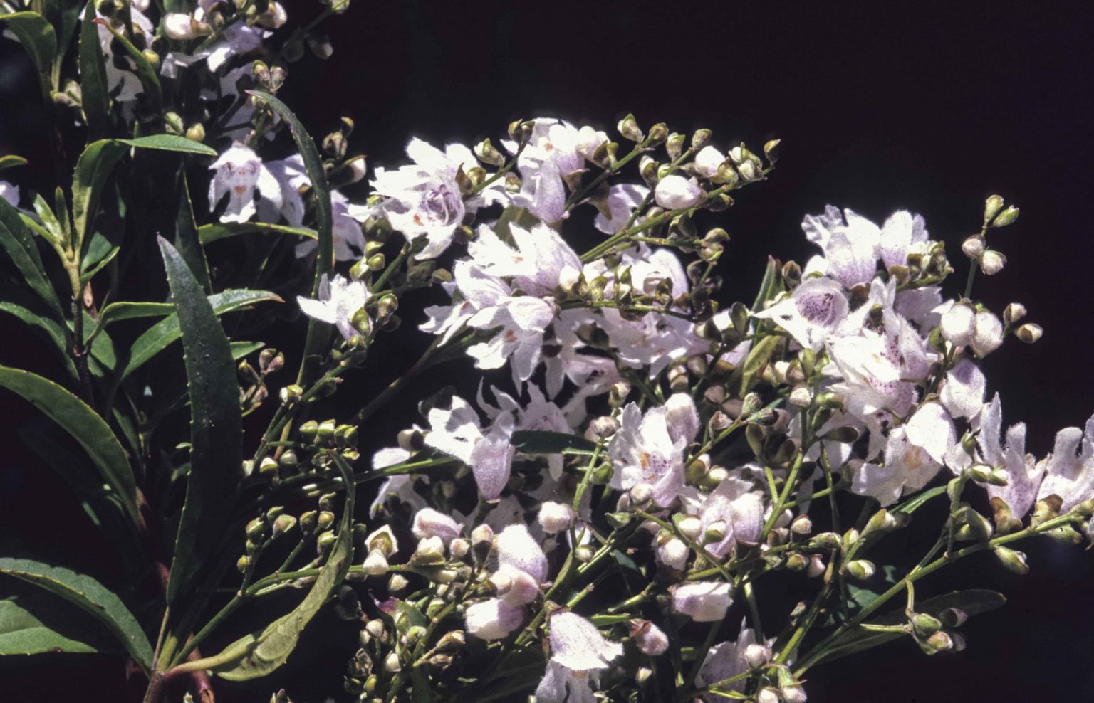 Prostanthera lasianthos | Australian Plants Society