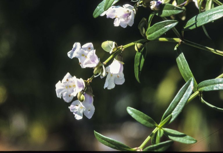 Prostanthera linearis | Australian Plants Society