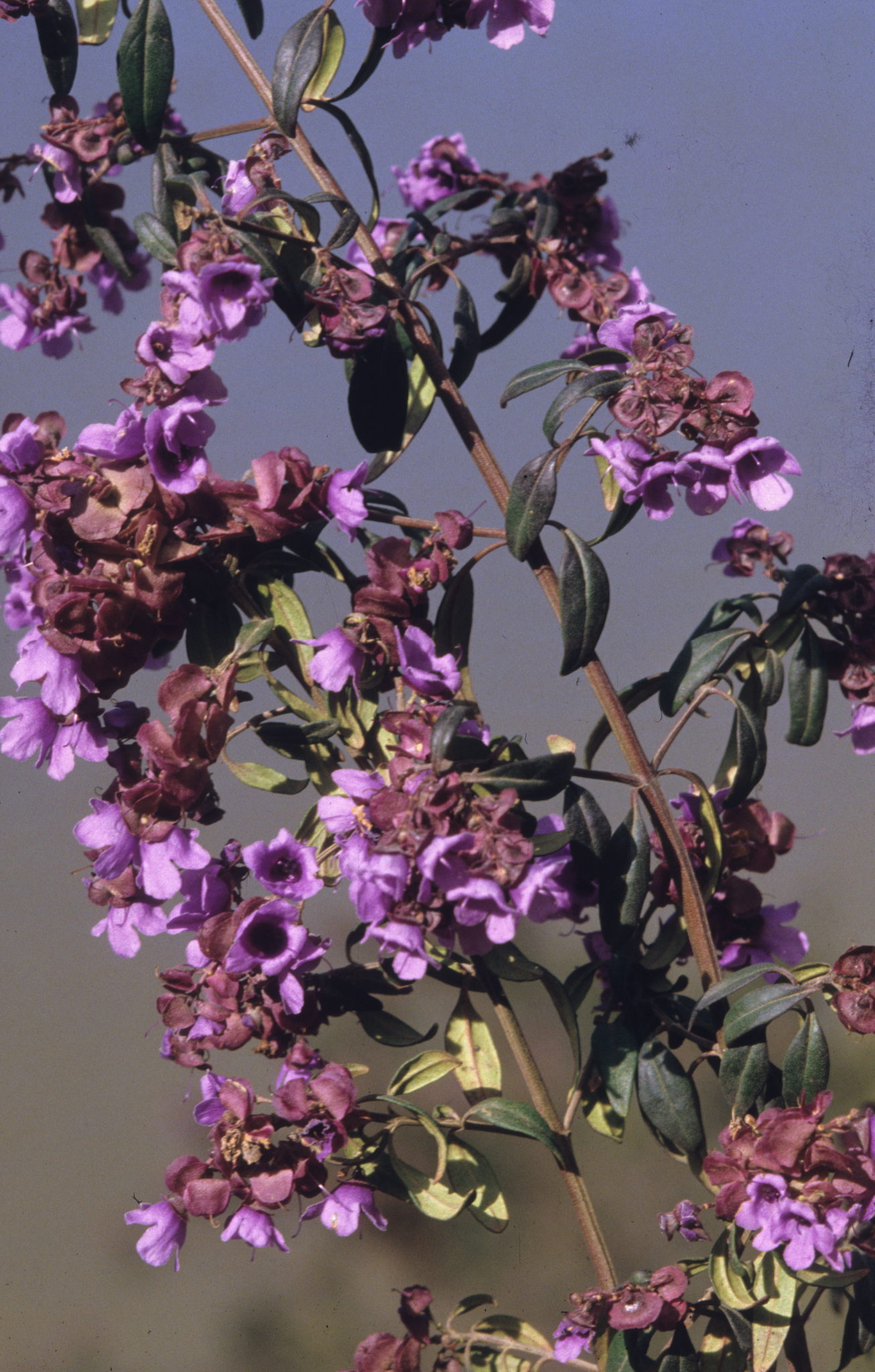 Prostanthera ovalifolia | Australian Plants Society