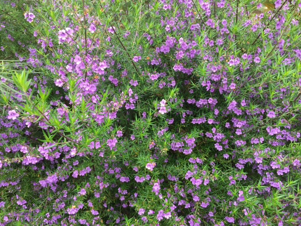 Prostanthera phylicifolia | Australian Plants Society