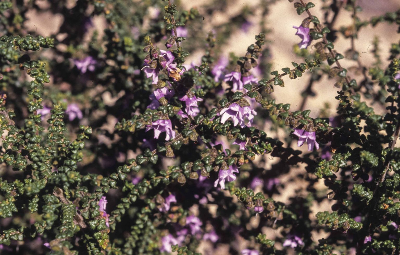 Prostanthera rhombea | Australian Plants Society