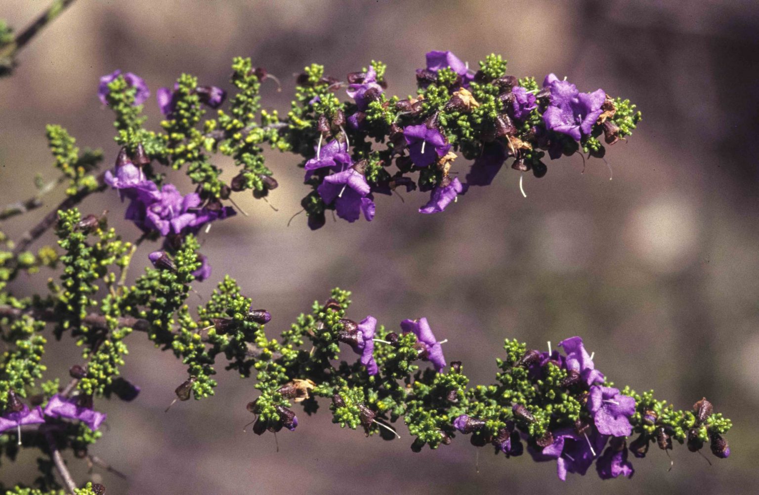 Prostanthera rugosa | Australian Plants Society