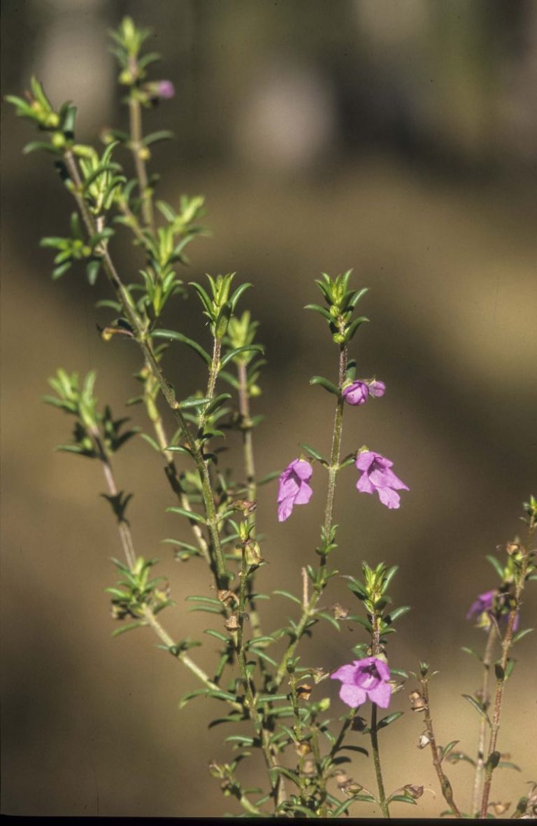 Prostanthera scutellarioides | Australian Plants Society
