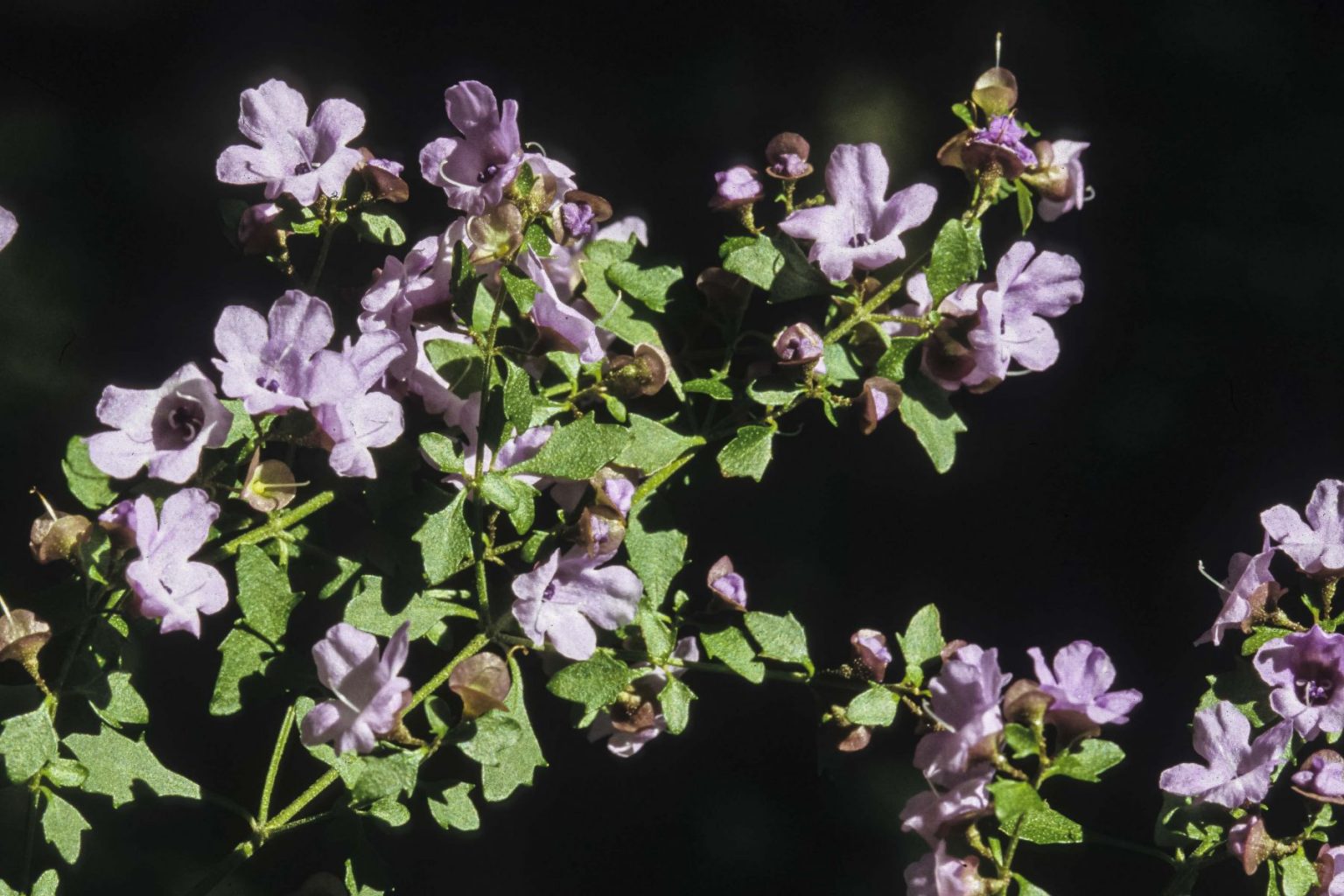 Prostanthera sieberi_ | Australian Plants Society