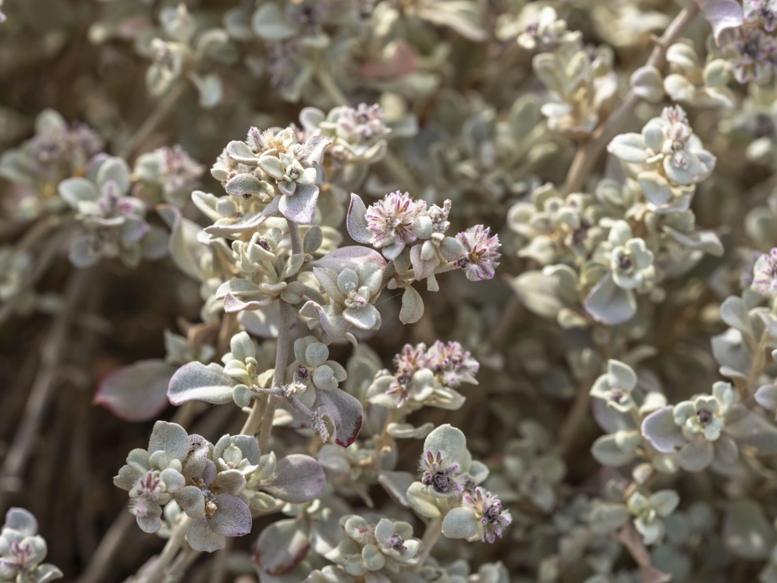 Exploring ephemeral arid plants of NSW | Australian Plants Society